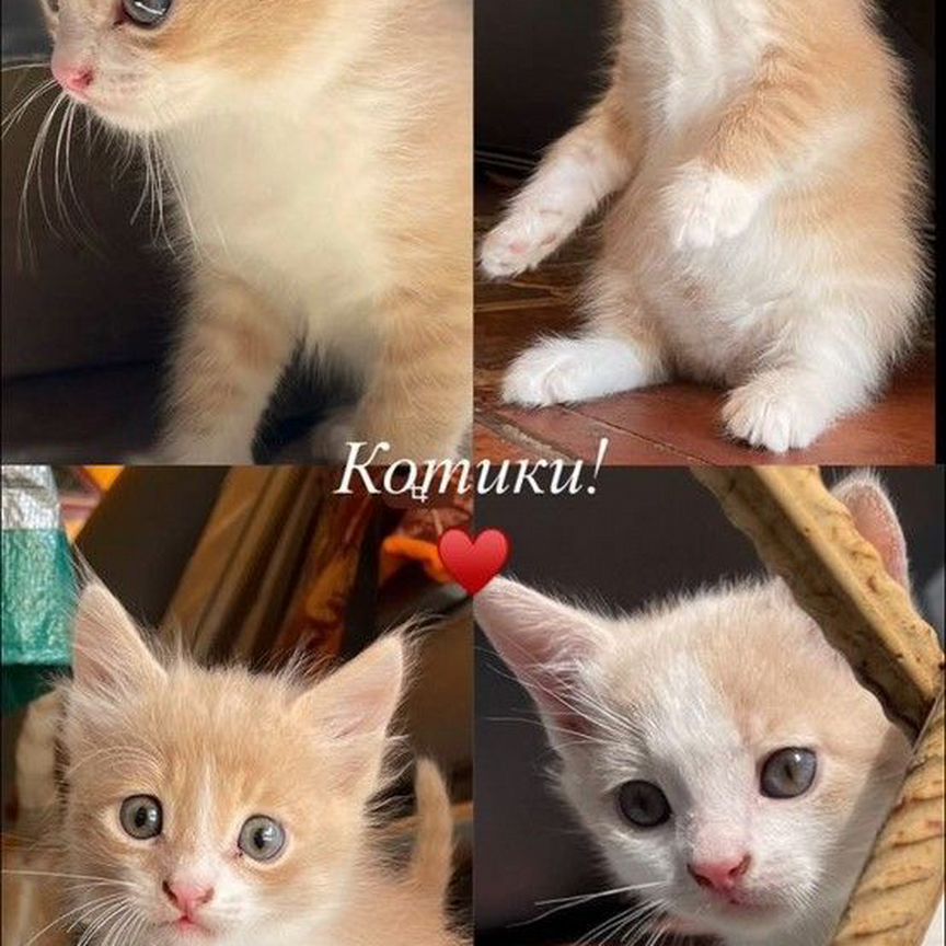 Каждому человеку нужен домашний ждун