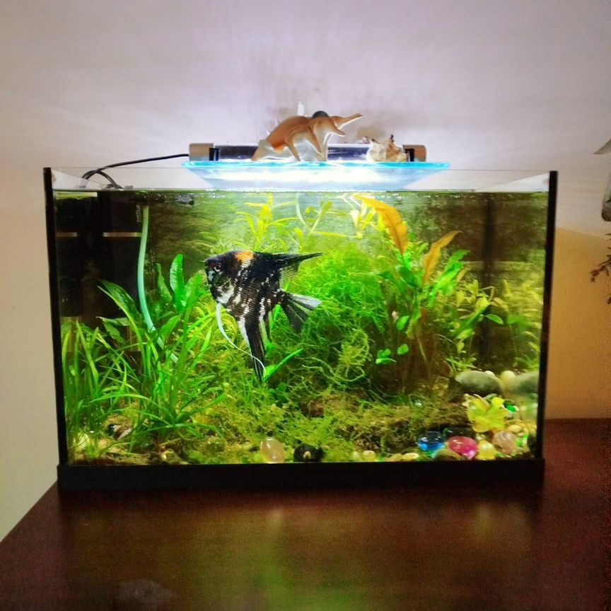 Аквариум с рыбками