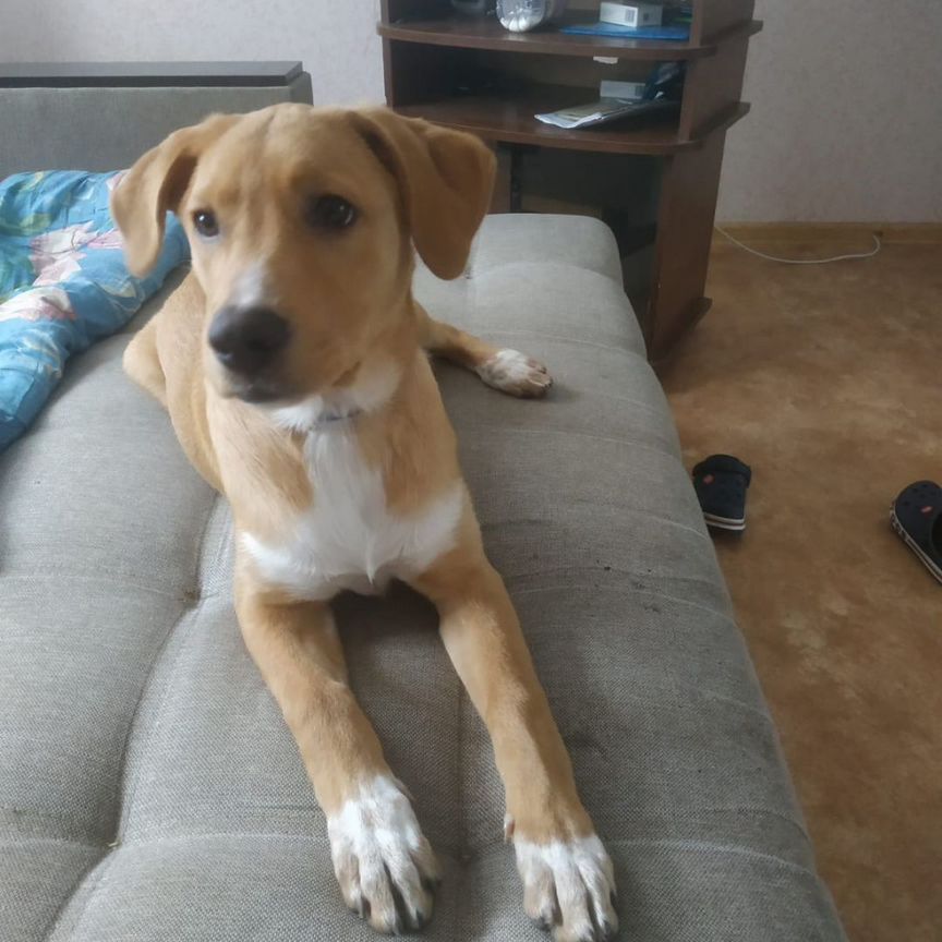 Собака хати