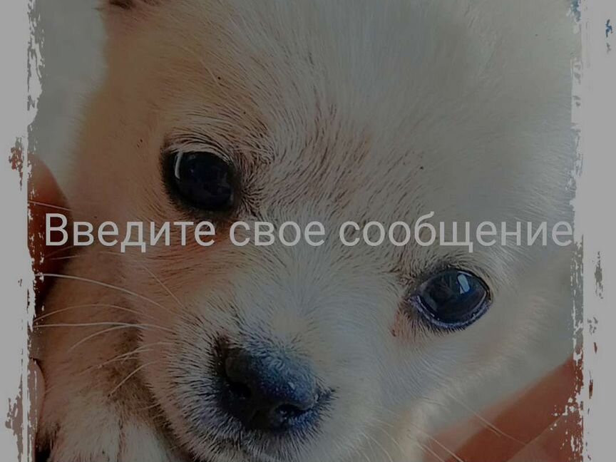 Щенки