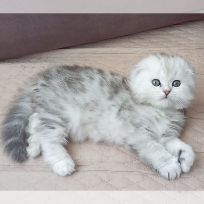 Шотландские котята