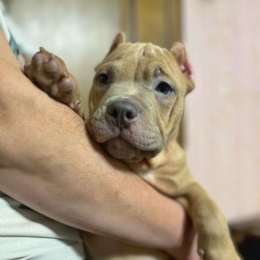 Щенок американского булли мальчик