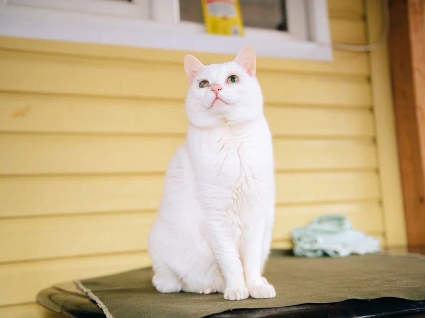 Белый котик Сметаныч из приюта бесплатно