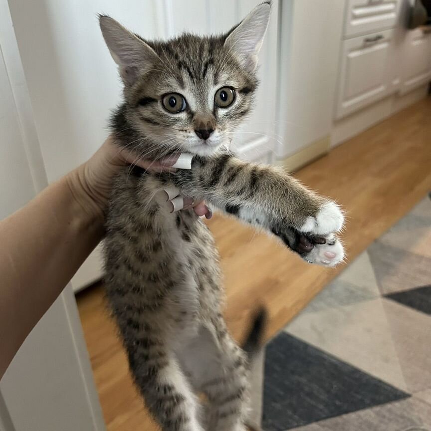 Котенок в добрые руки