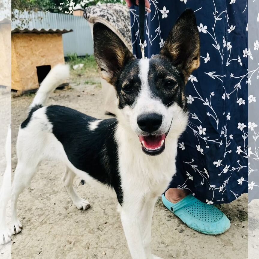 Помесь лайки в добрые руки