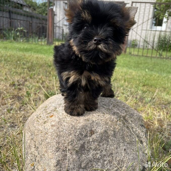 Черно подпалый йорк