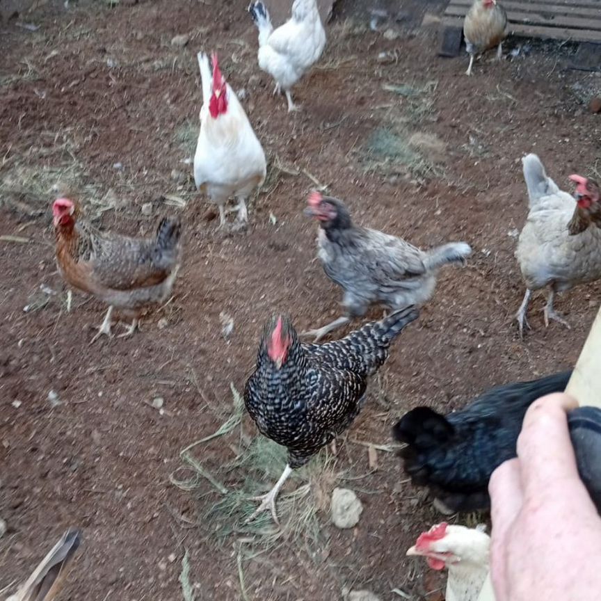 Куры несушки продам