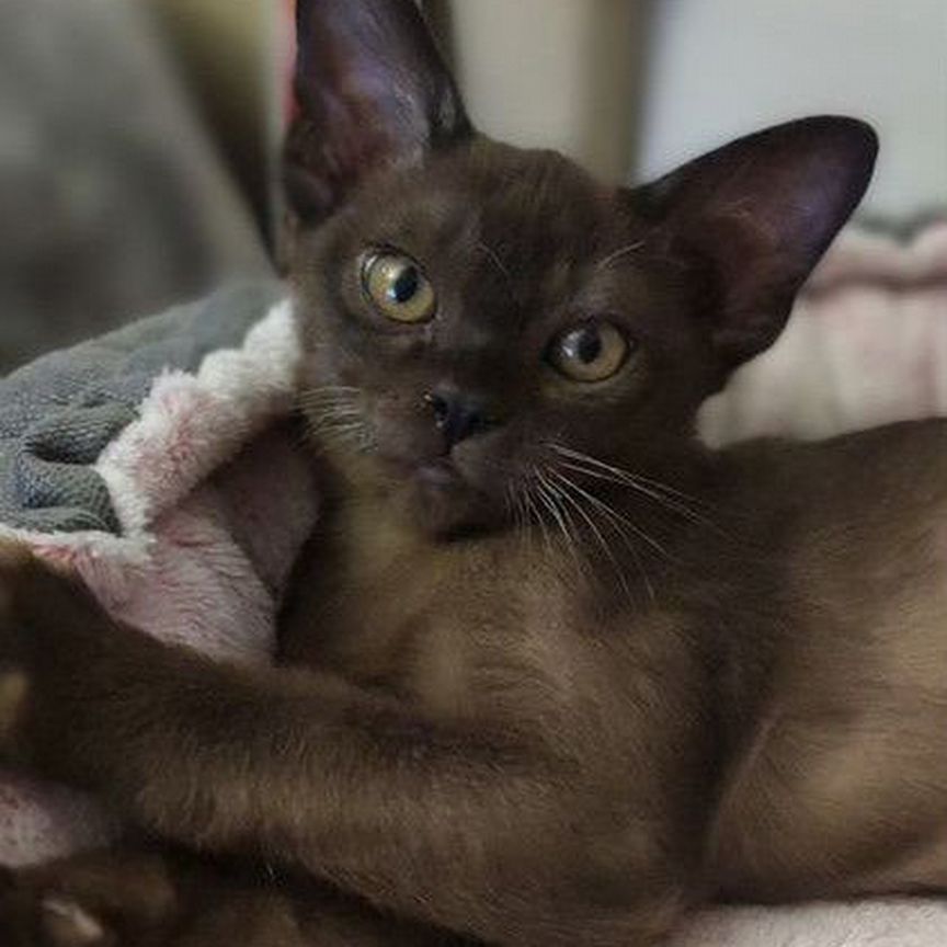 Бурманские котята