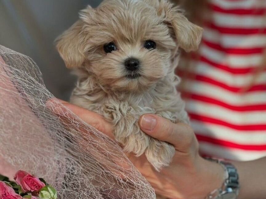 Мальтипу ф1