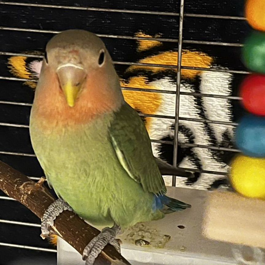 Попугай неразлучник