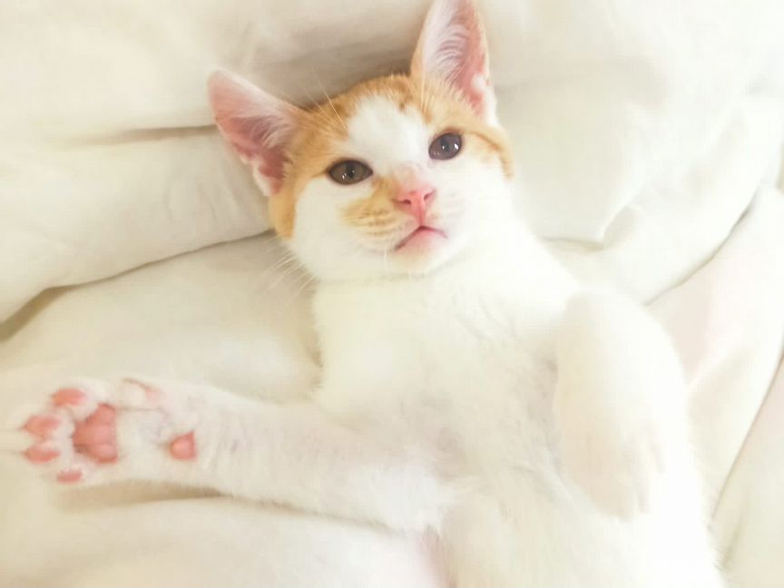 Шурик в дар