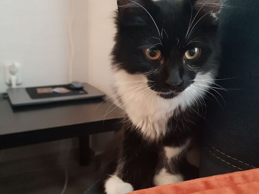 Отдам кота в добрые руки