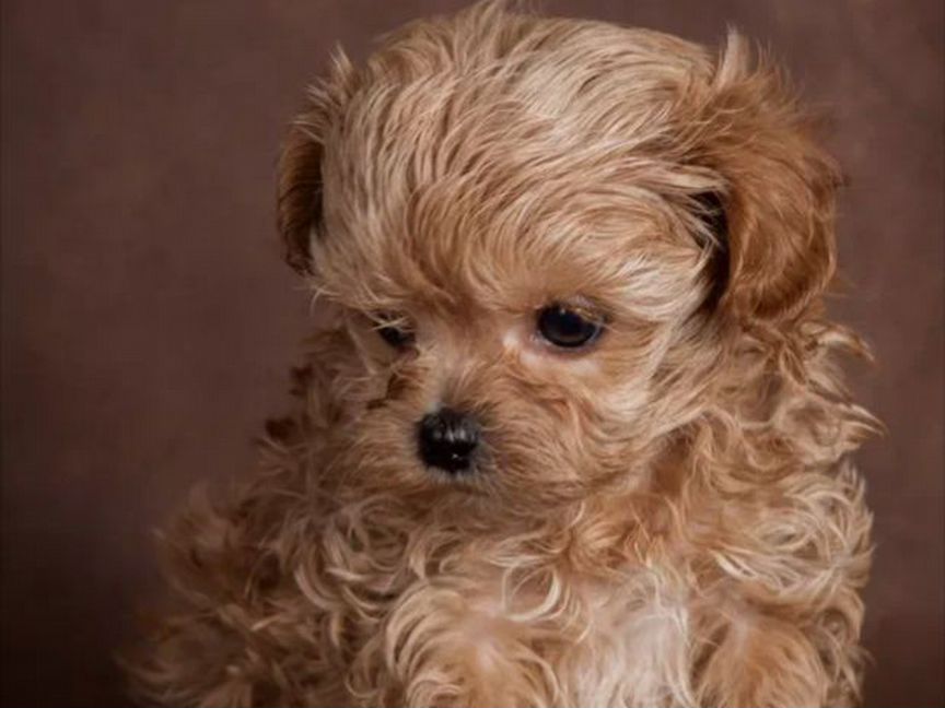 В добрые руки мальтипу