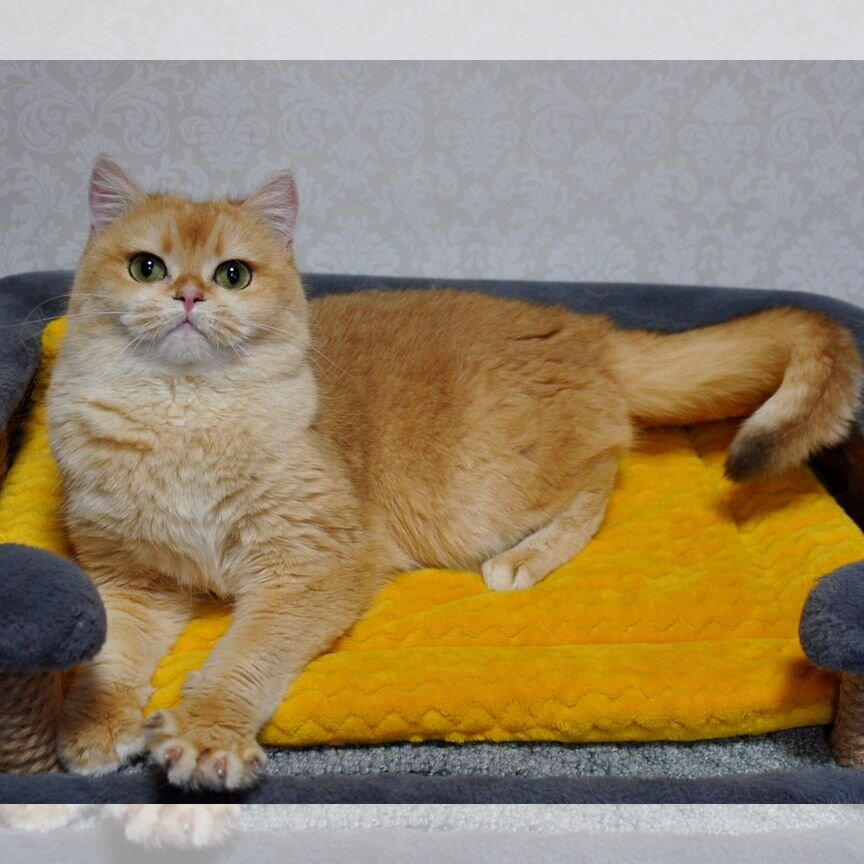 Кошка золотая шиншилла с родословной
