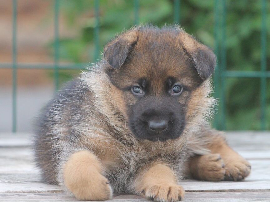 Щенок (кобель) немецкой овчарки зонарного окраса