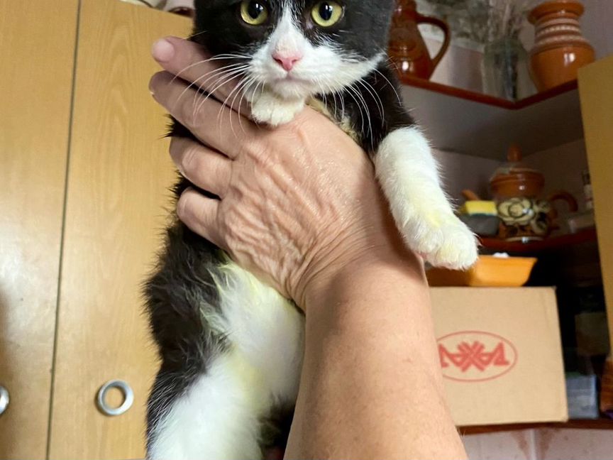 Котик Матвей в добрые руки