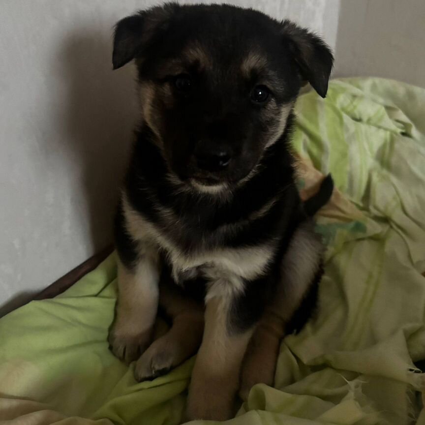 Кавказская овчарка, щенок