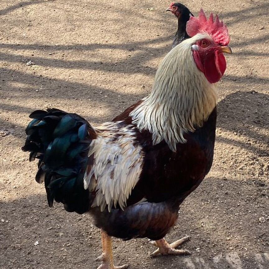 Продам петуха