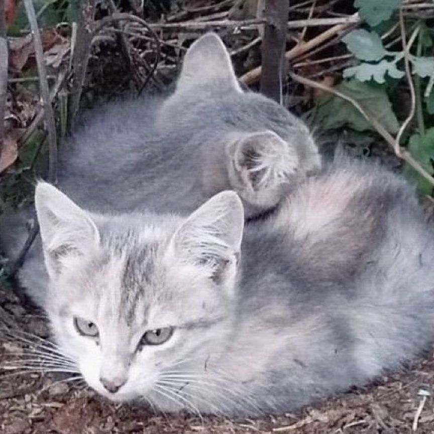 Котята замерзают в садах