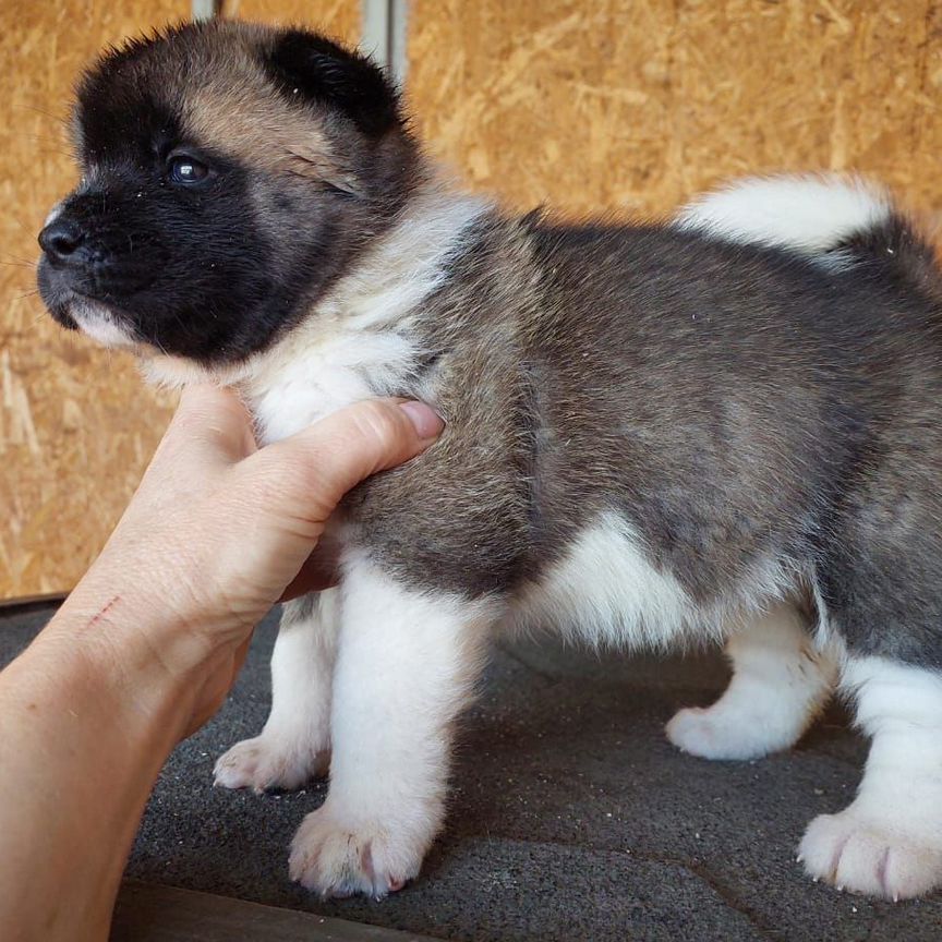 Щенки американской акиты