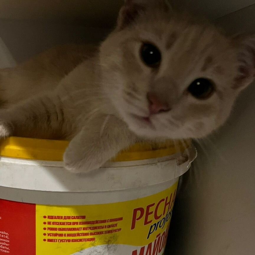 Нежно рыжий персик ищет дом