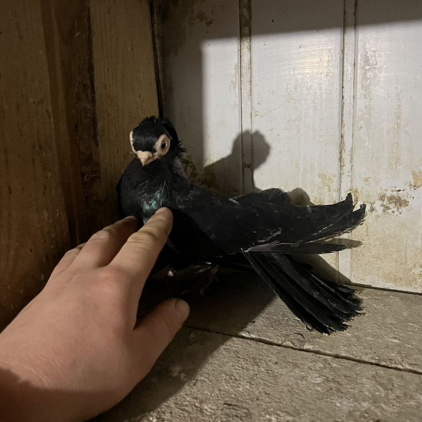 Голуби совята черные