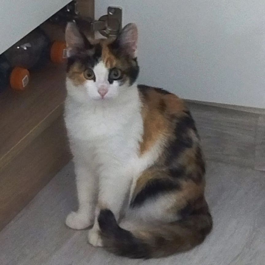 Котёнок богатка