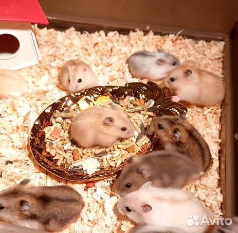 Джунгарский хомяк