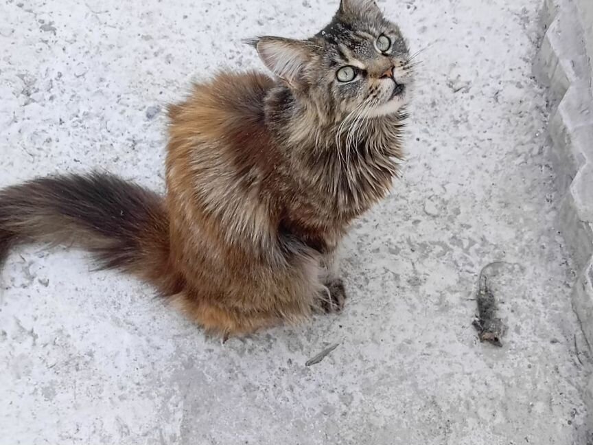 Кошки Мейн-кун