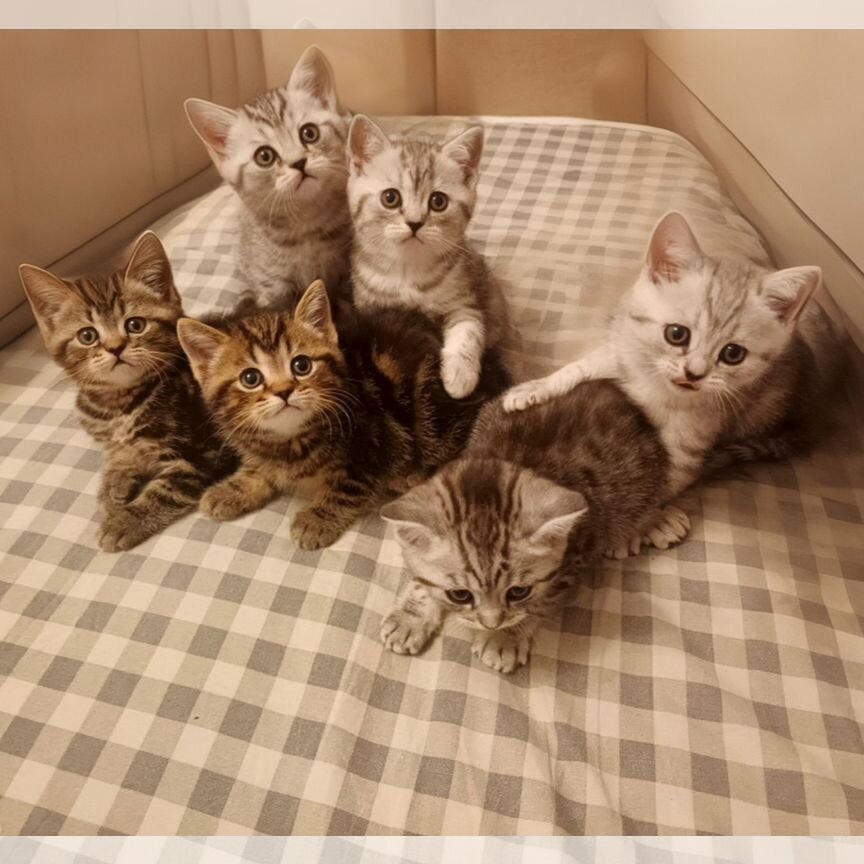 Шотландские прямоухие котята
