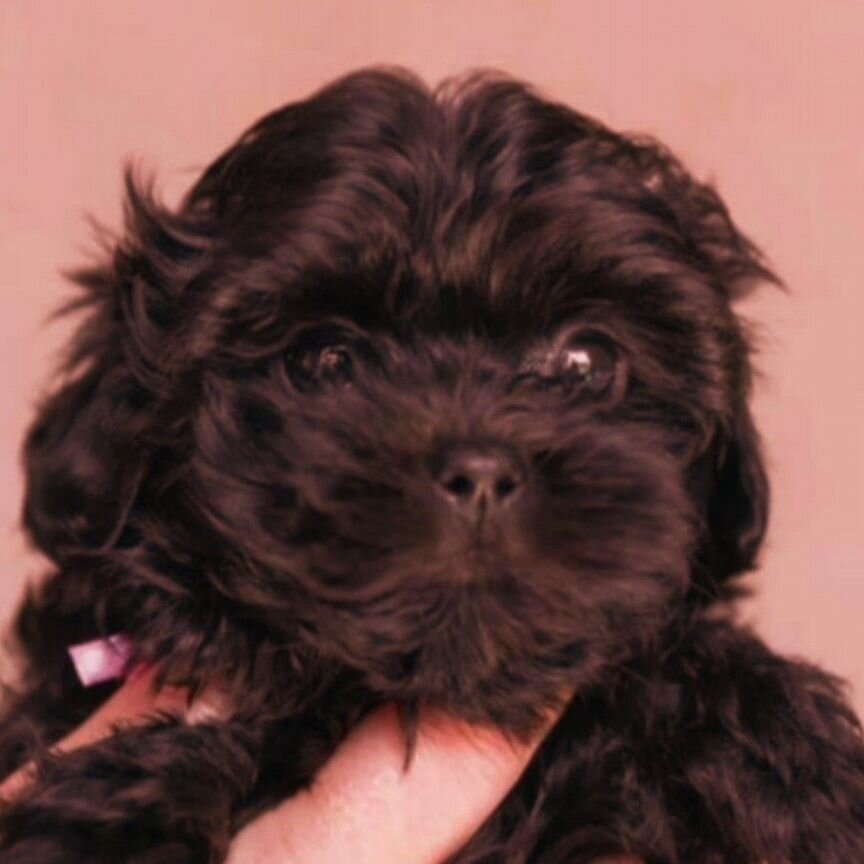 Щенки Болонки