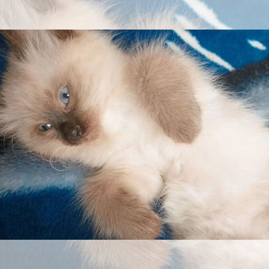 Котята
