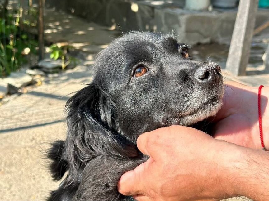 Небольшая собака в добрые руки