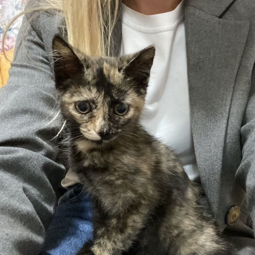 Котенок