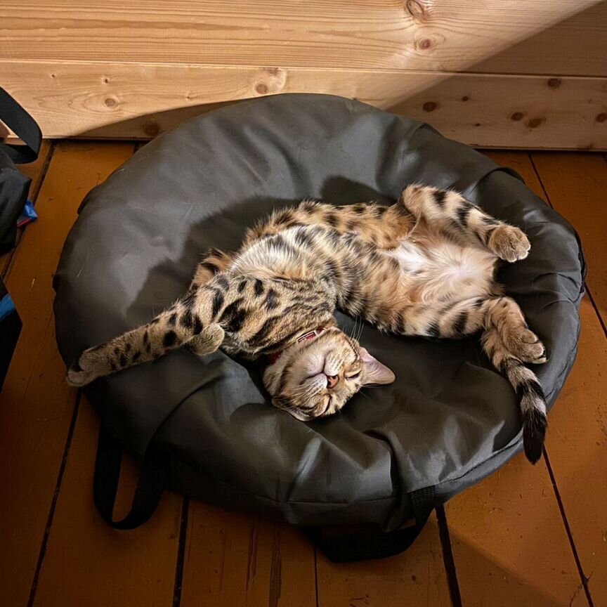 Продам кошку бенгальская