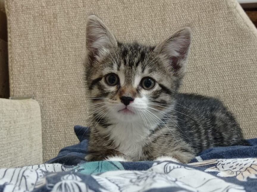 Котчта