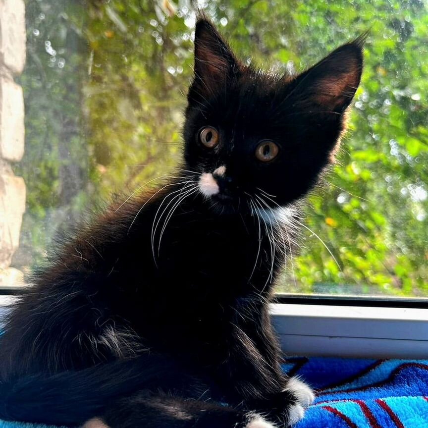 Идеальный котенок в дар