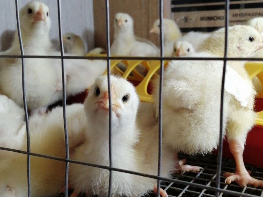 Цыплята бройлеры, индюшата конвертер