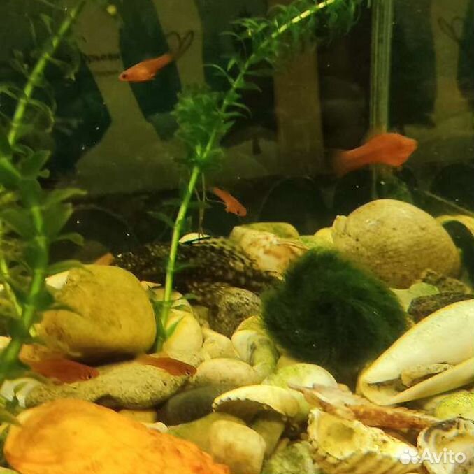 Отдам бесплатно меченосцев