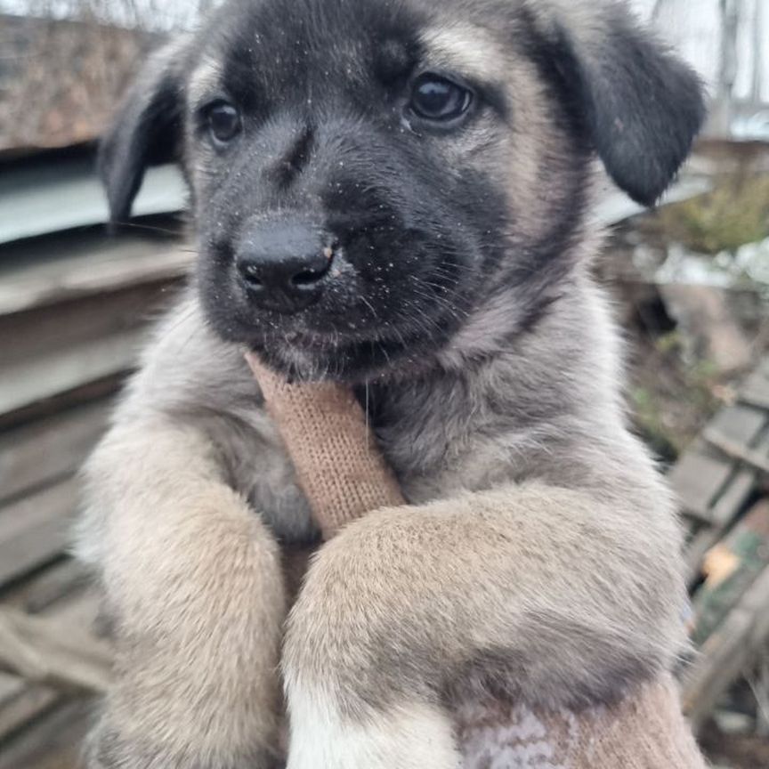 Щенок девочка 1,5 месяца