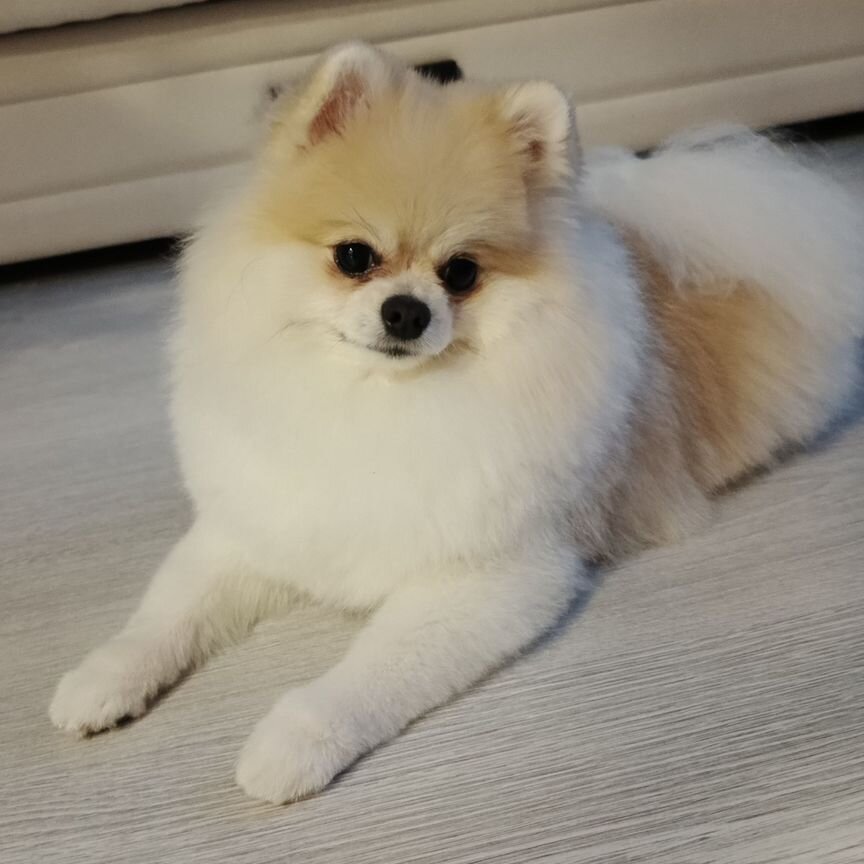 Продам шпица