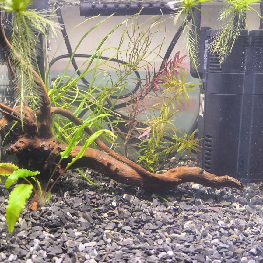 Готовый аквариум для петушка или креветок