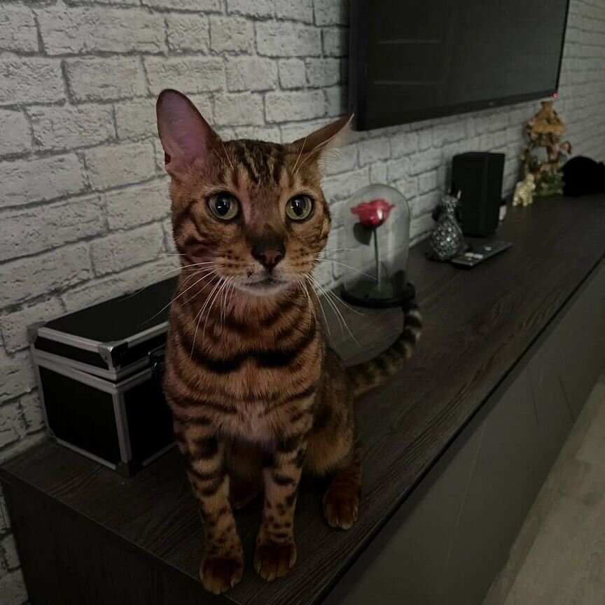 Котик бесплатно