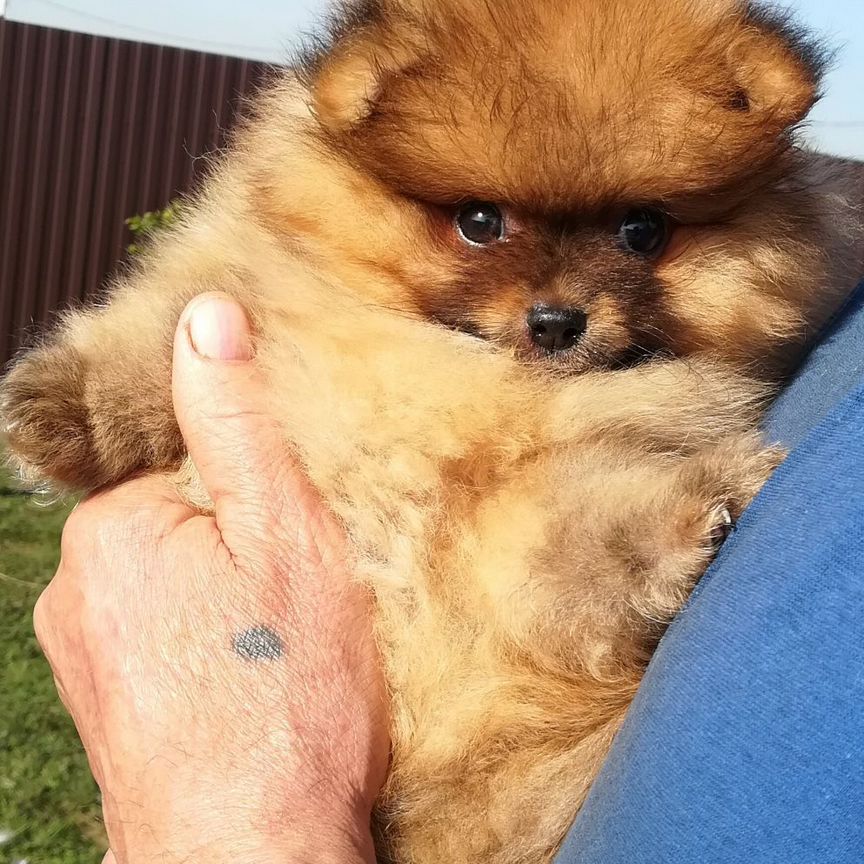 Померанский шпиц