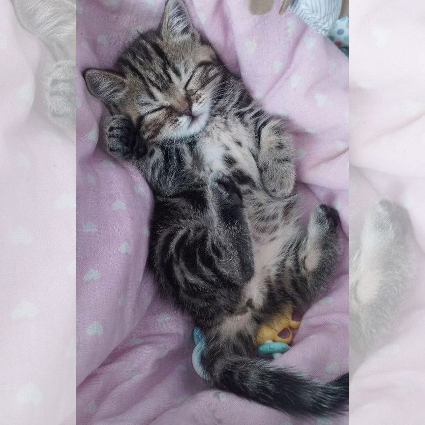 Шотландские прямоухие котята