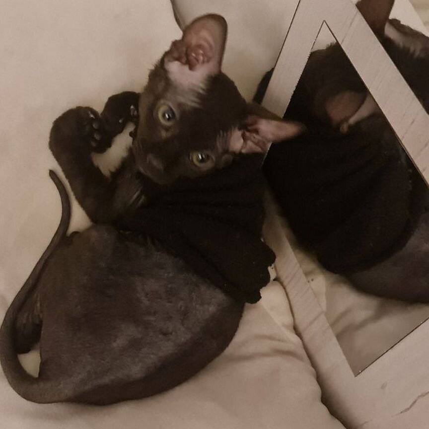 Канадский сфинкс котёнок