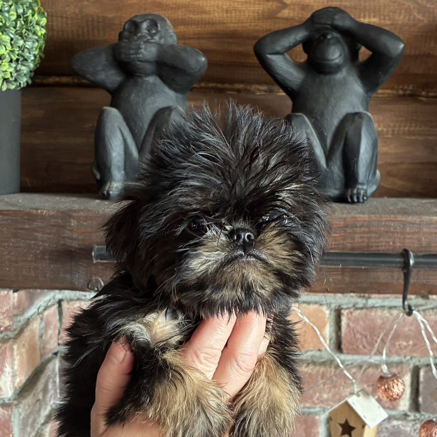 Бельгийский гриффон, щенок