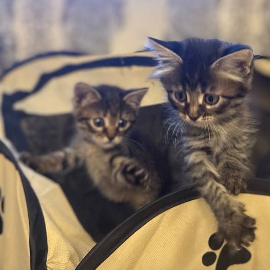 Сибирский котёнок