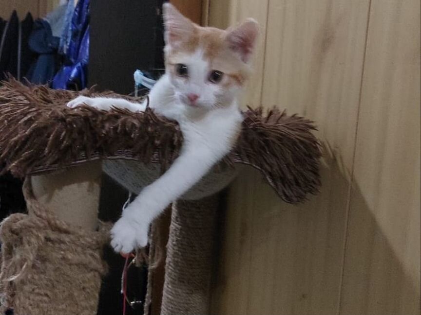 Котенок бобтейл