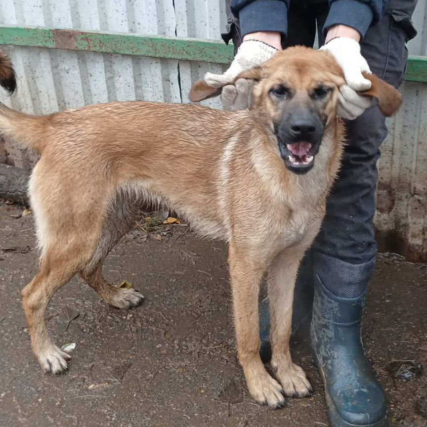 Собака в добрые руки